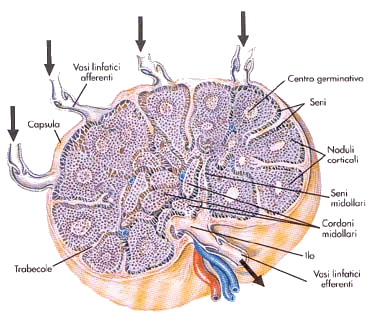 Modello Anatomico Del Linfonodo